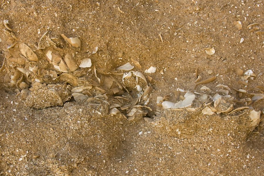 Coquina: A Rock Made of Shell Fragments