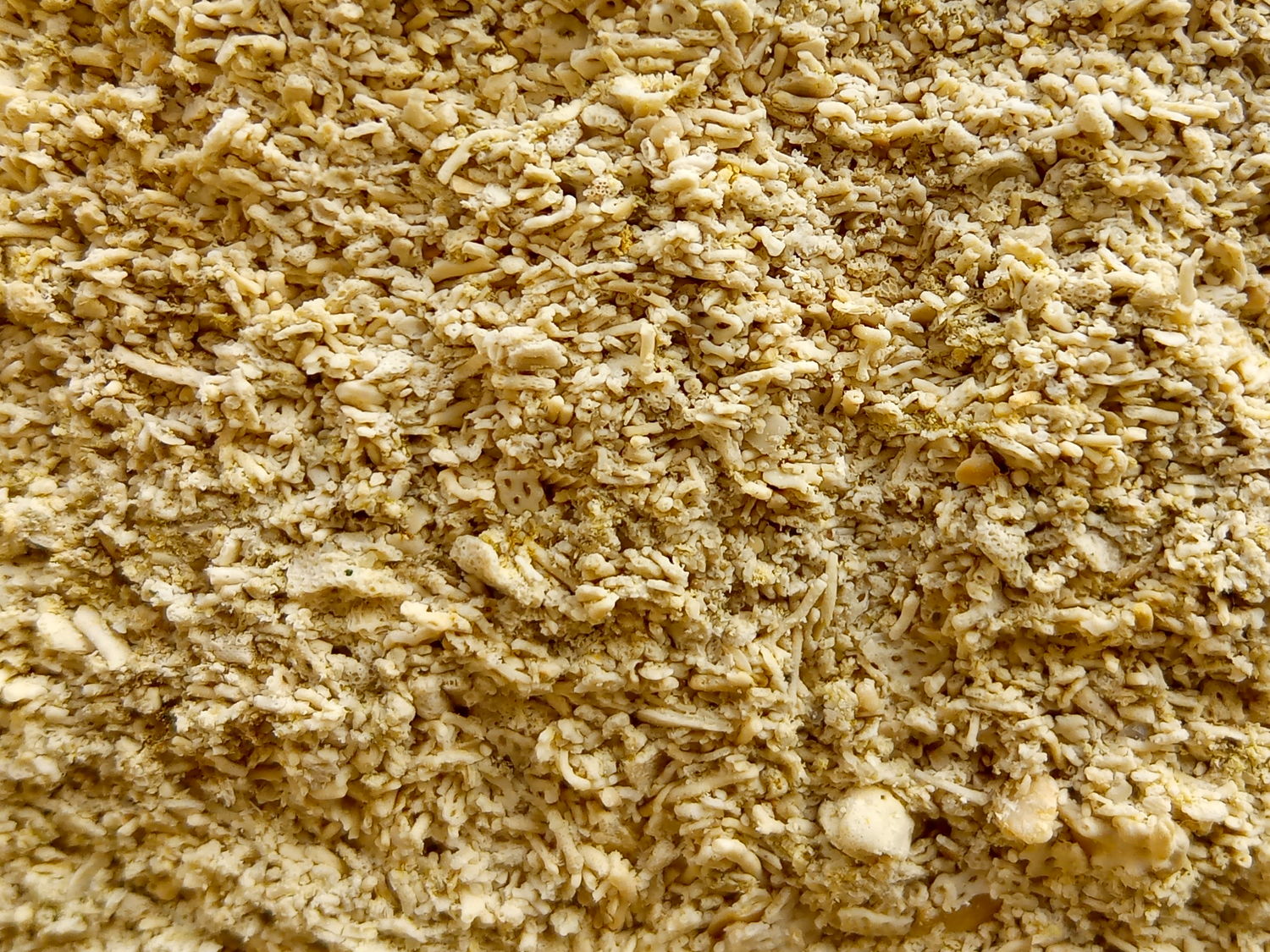 Coquina: A Rock Made of Shell Fragments